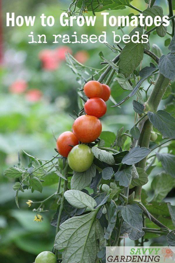 20 Vegetable Garden Tips Tomato Ideas Worth A Look Sharonsable