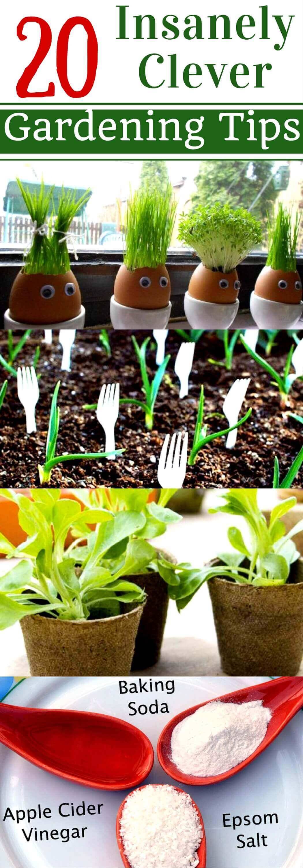 19 Clever Gardening Tip Ideas You Must Look | SharonSable