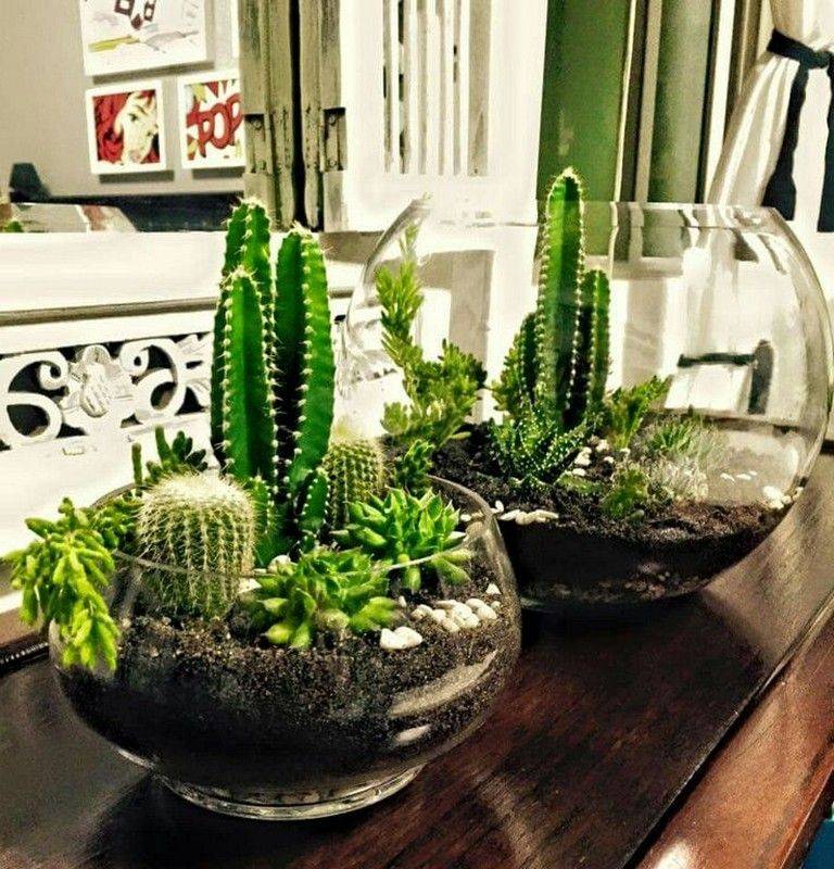 22 Small Indoor Cactus Garden Ideas You Should Check | SharonSable