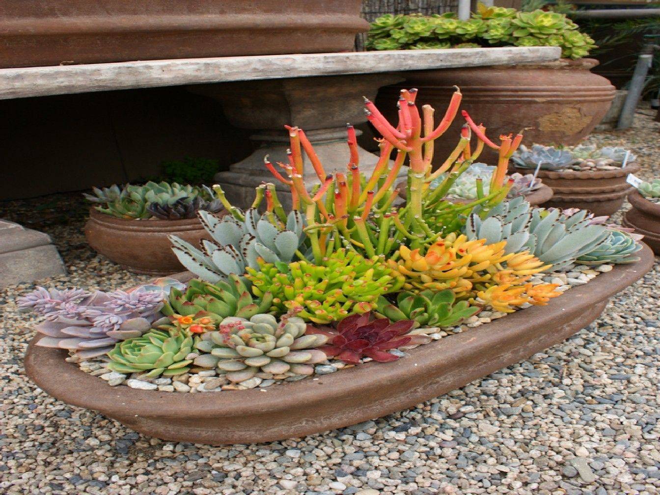 22 Succulent Garden Design Secrets Ideas You Should Check | SharonSable