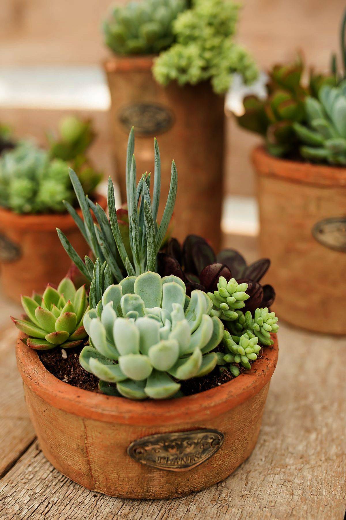 22 Succulent Garden Design Secrets Ideas You Should Check | SharonSable