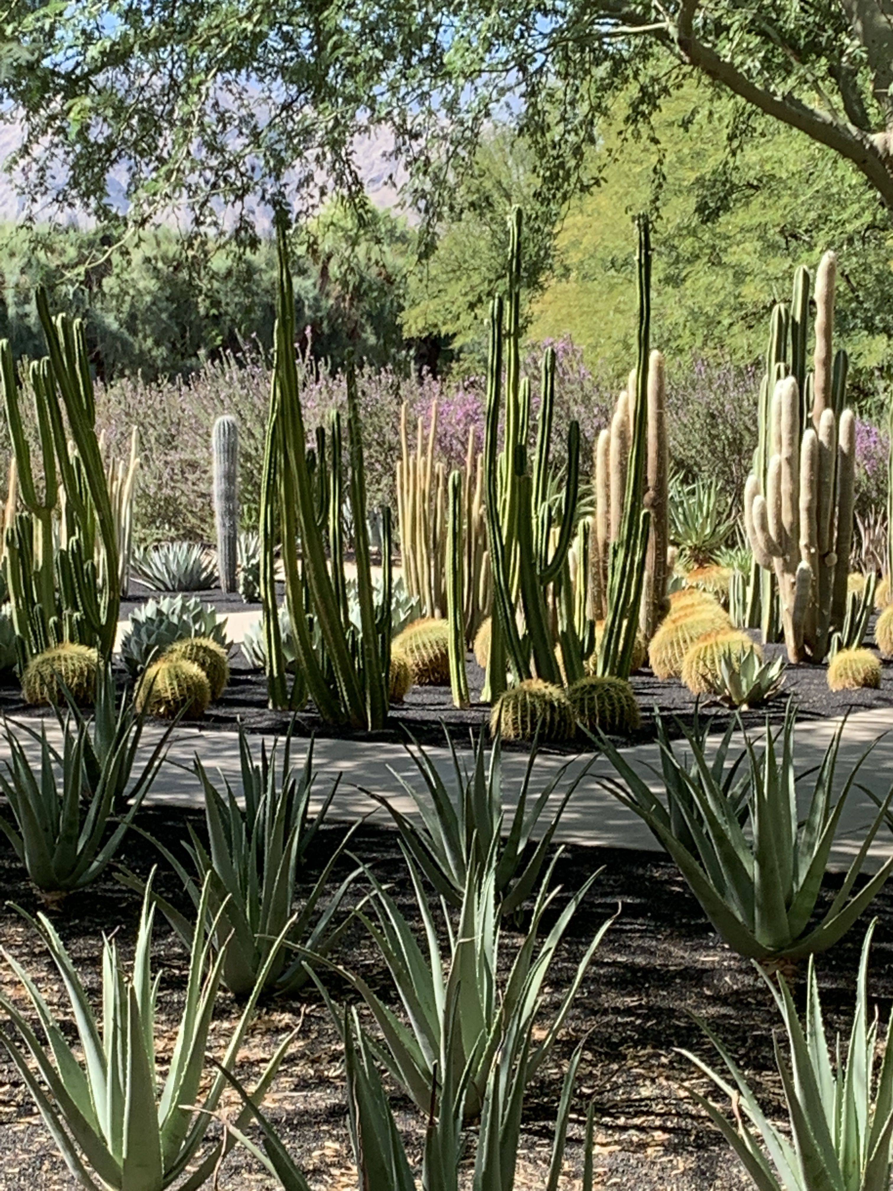 19 Texas Cactus Garden Ideas Worth to Check | SharonSable