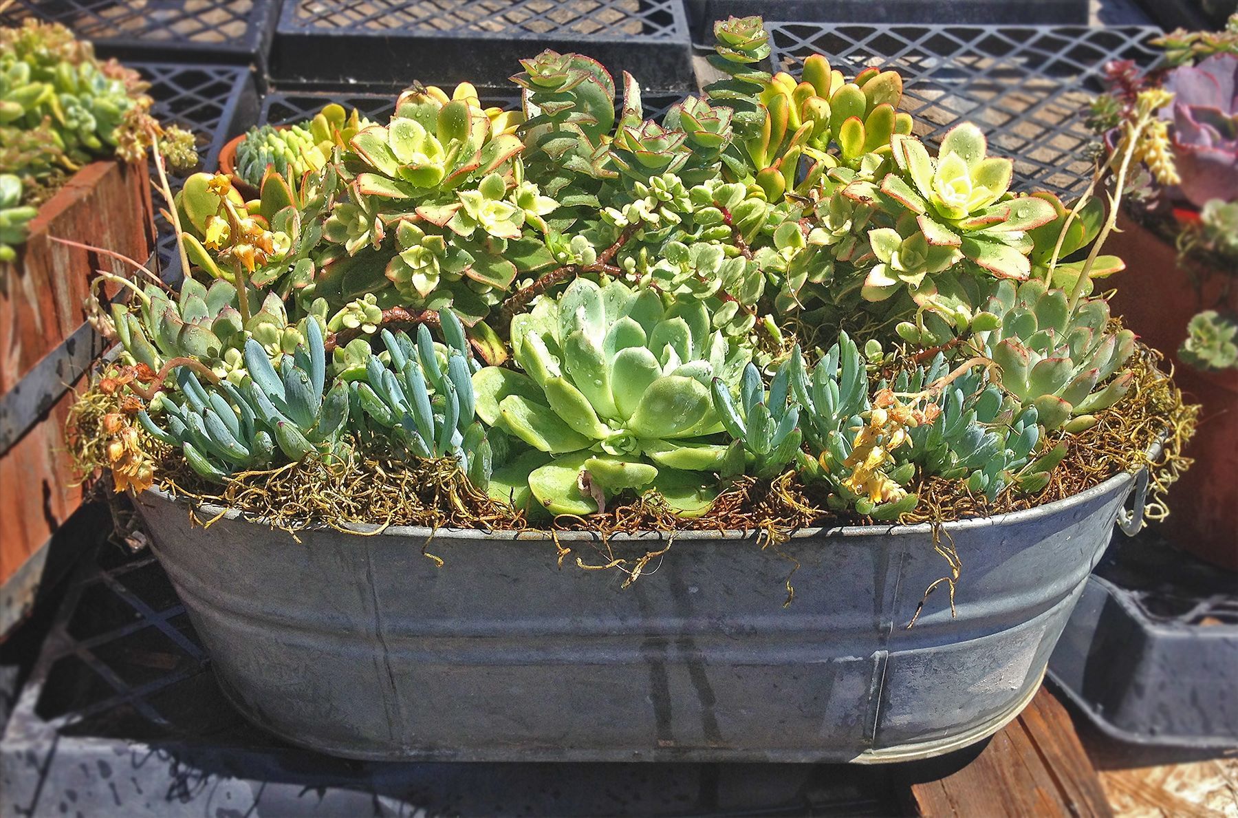 19 Small Cactus Dish Garden Ideas For This Year | SharonSable