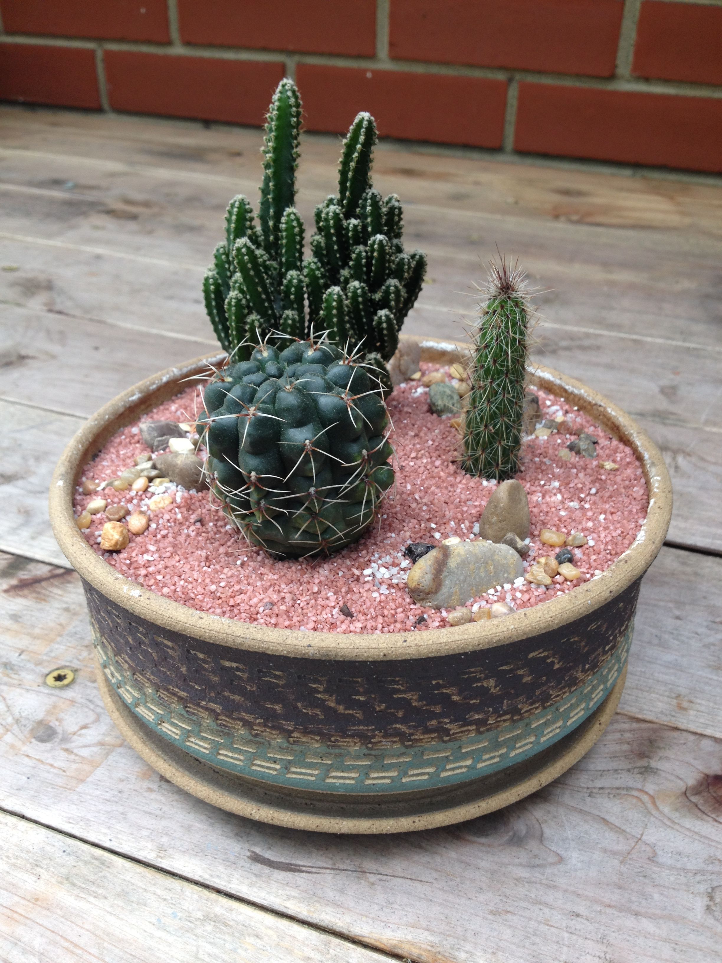 19 Small Cactus Dish Garden Ideas For This Year | SharonSable