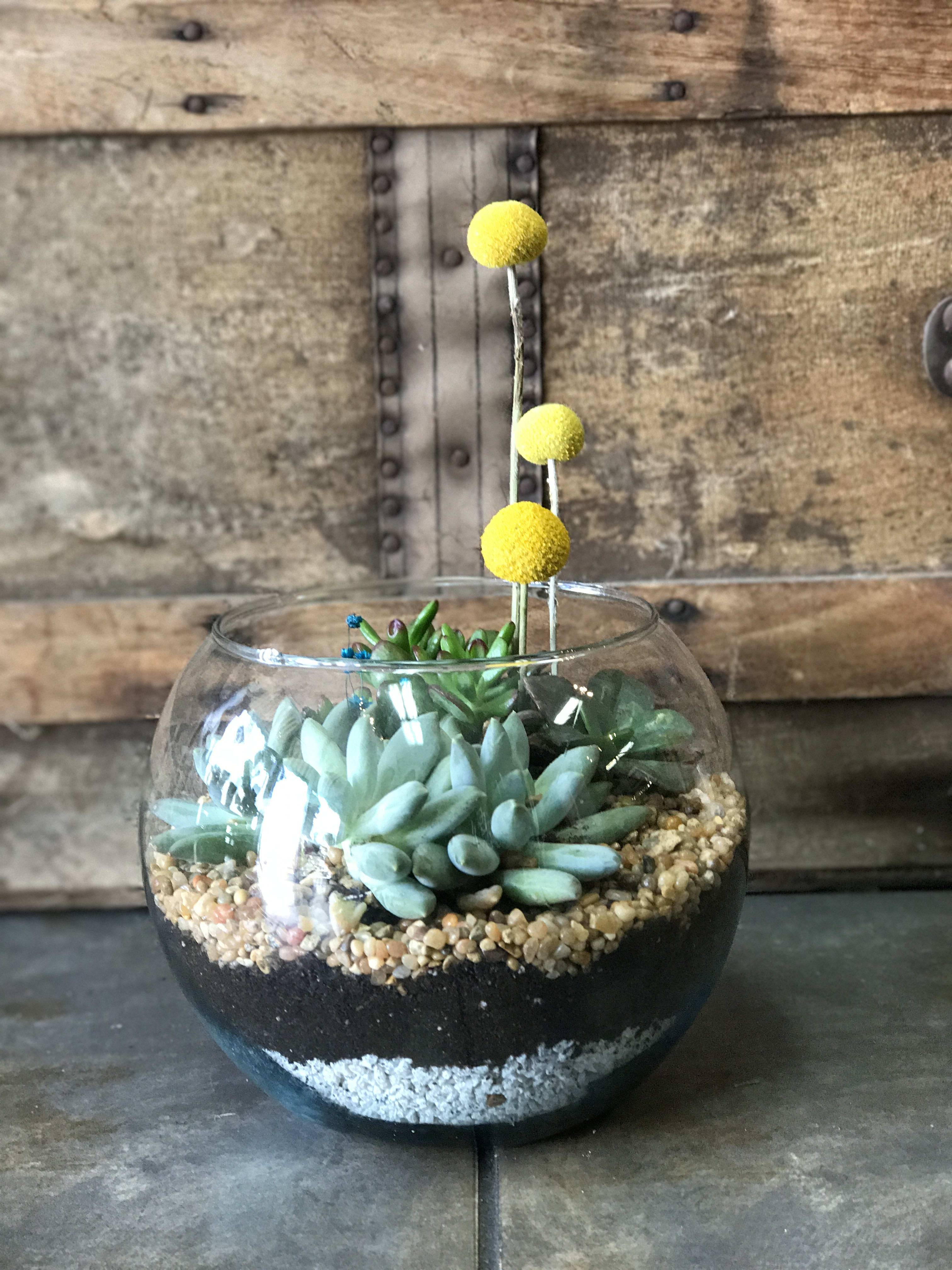 10 Terrarium Succulent Garden Ideas You Should Look | SharonSable