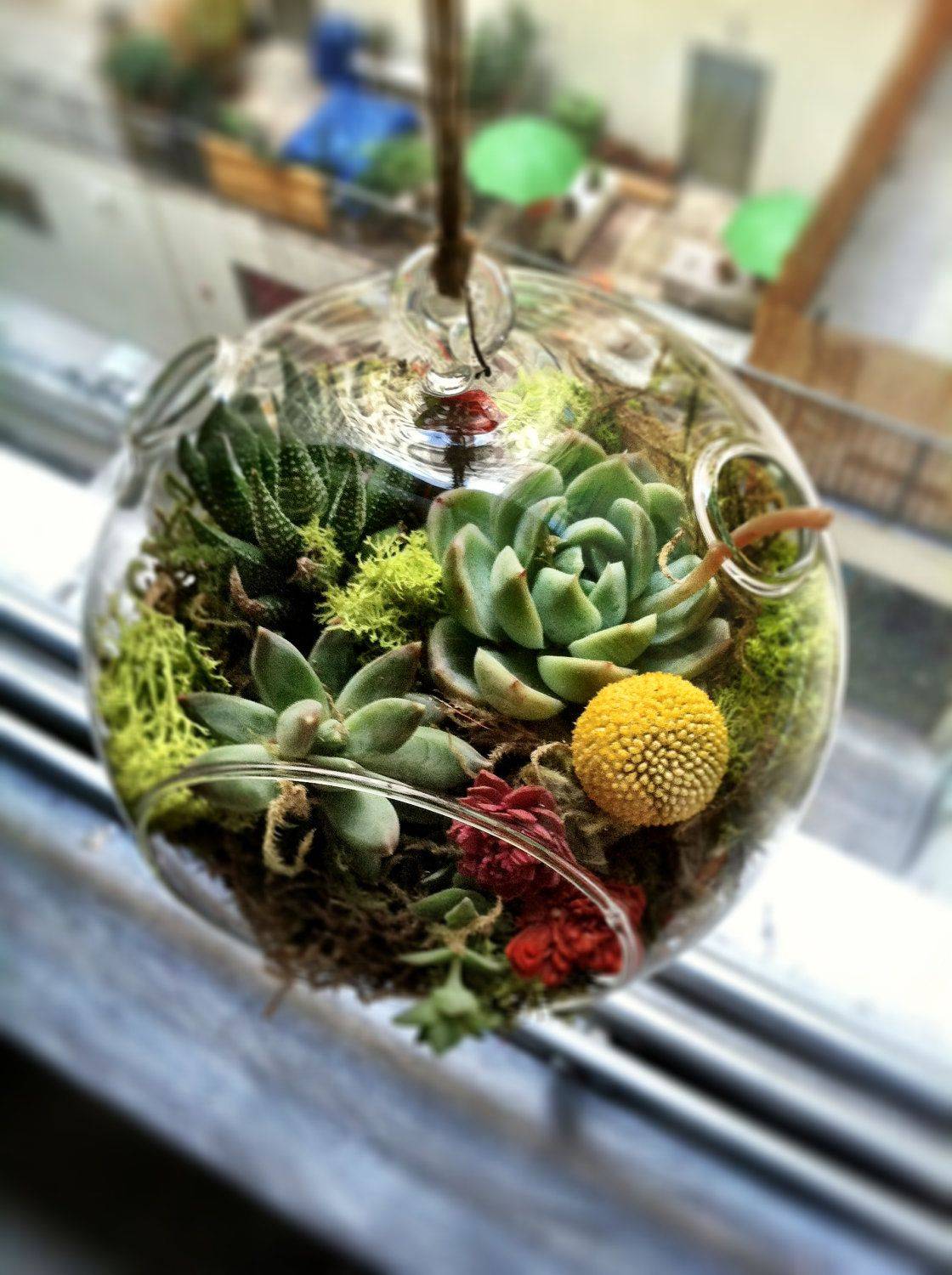 10 Terrarium Succulent Garden Ideas You Should Look | SharonSable