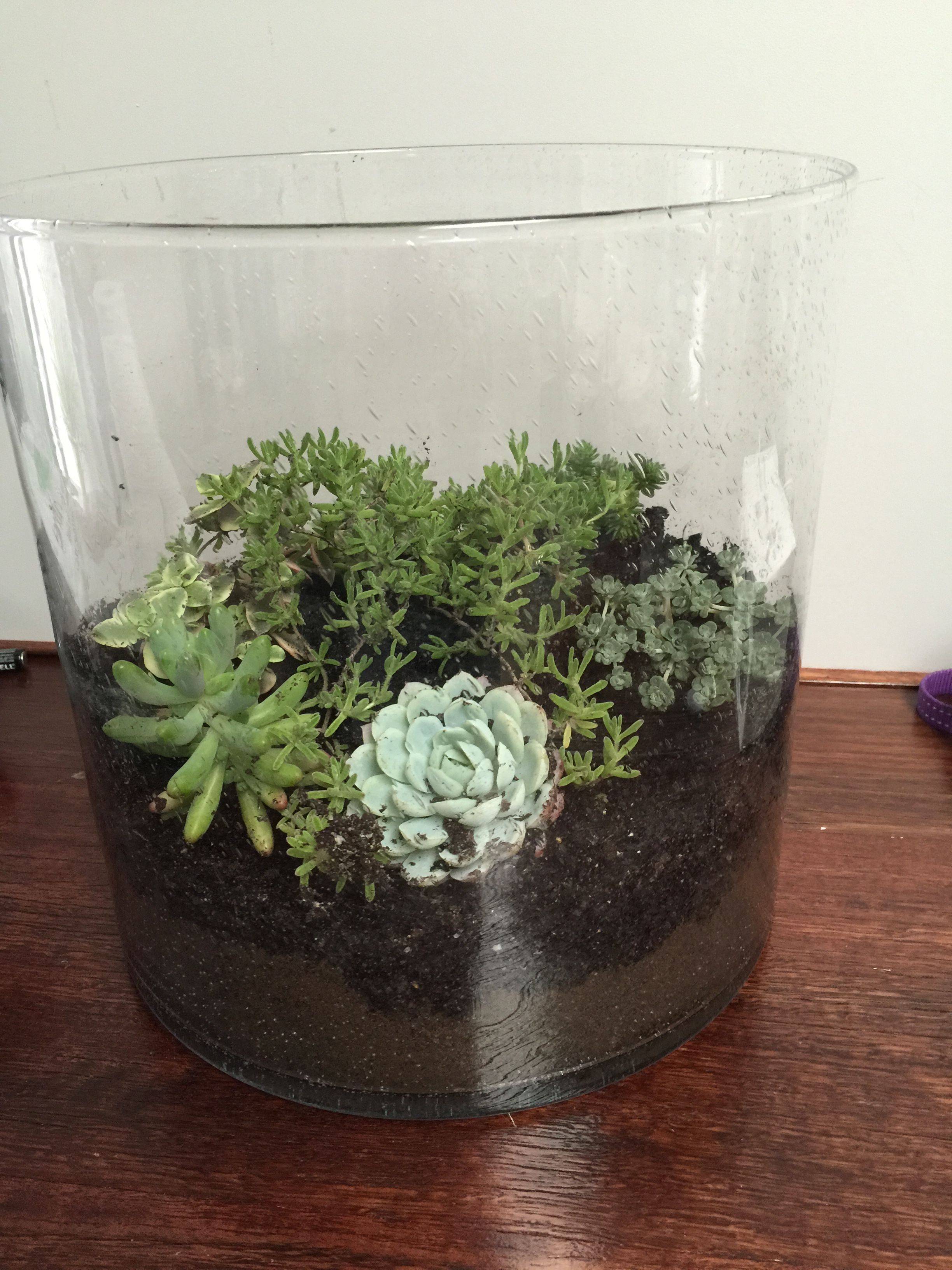 10 Terrarium Succulent Garden Ideas You Should Look | SharonSable