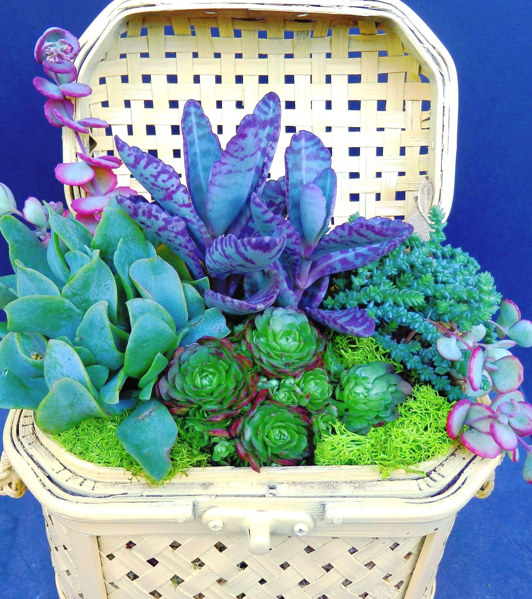 19 Colorful Cactus Garden Ideas Worth a Look | SharonSable