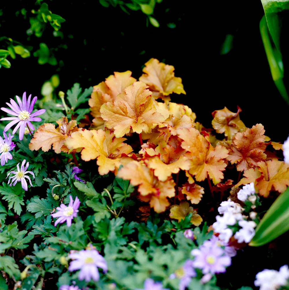 18 Perennial Flower Garden That Bloom All Summer Ideas To Try This Year ...