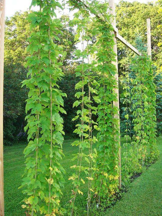 15 Hops Garden Ideas Worth to Check | SharonSable