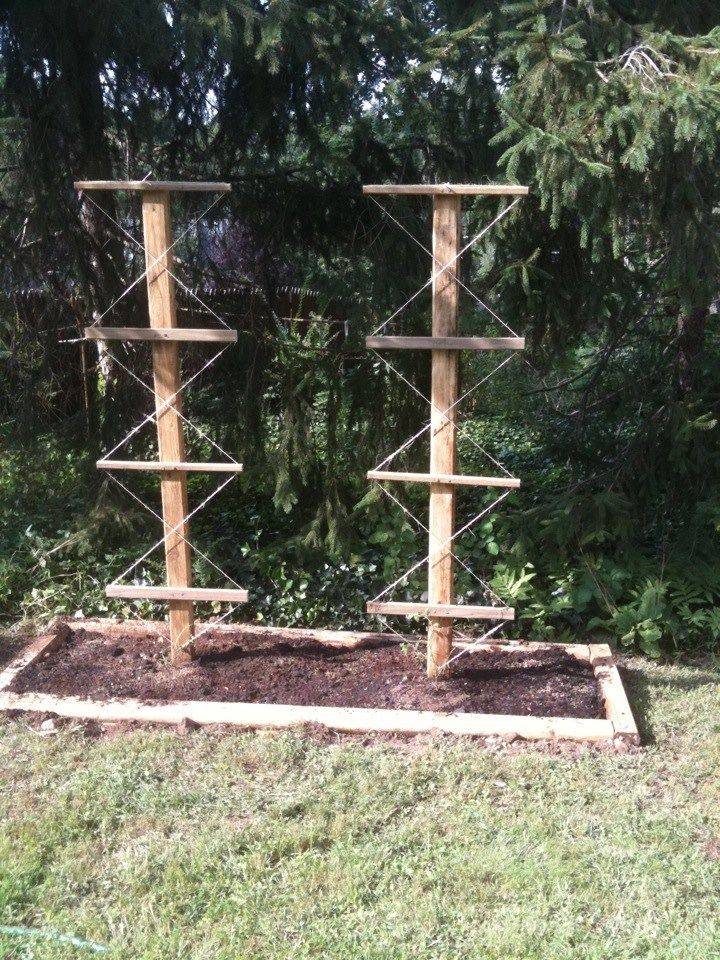 15 Hops Garden Ideas Worth to Check | SharonSable