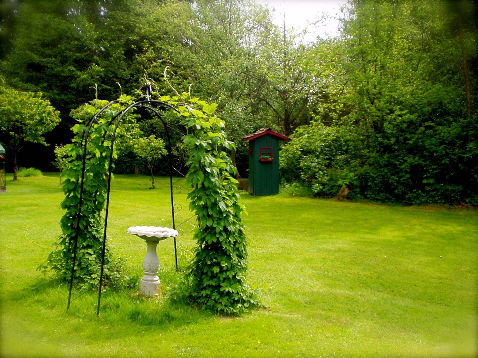 15 Hops Garden Ideas Worth to Check | SharonSable