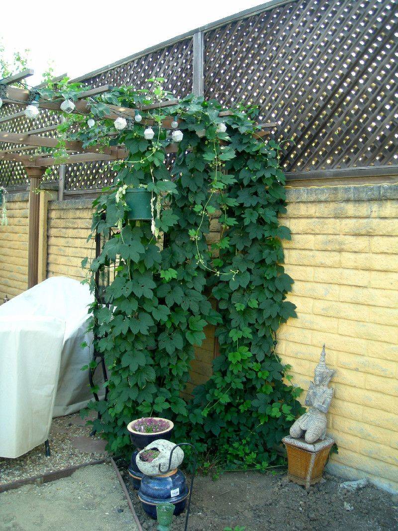 15 Hops Garden Ideas Worth to Check | SharonSable