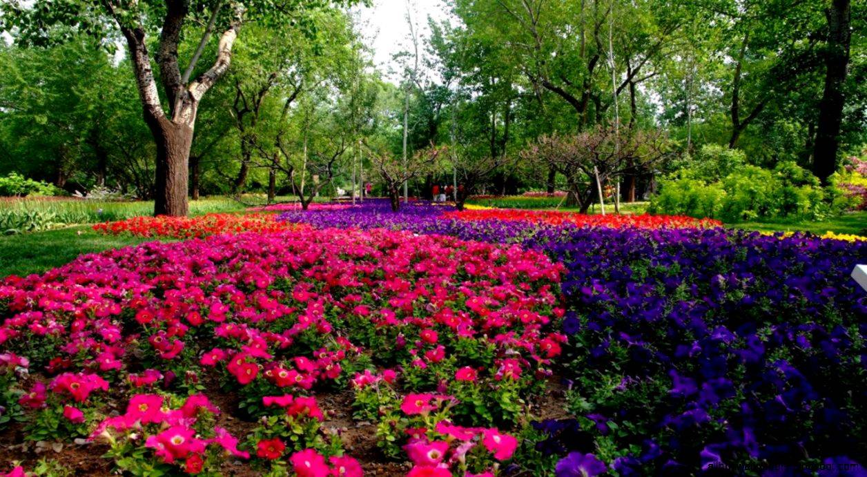 13 Summer Flower Garden Screensavers Free Ideas You Should Look ...