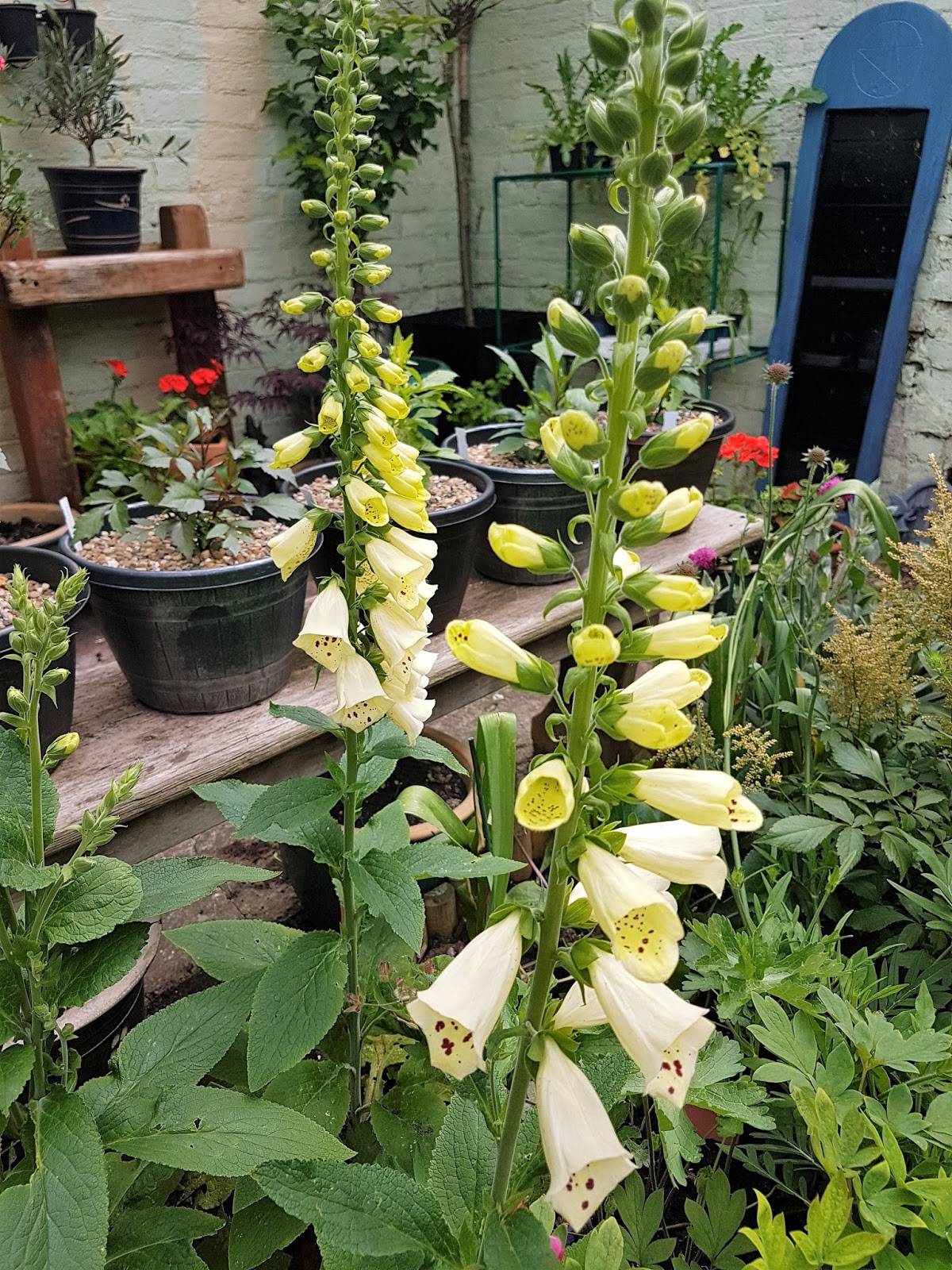 21 Witchy Garden Ideas To Try This Year | SharonSable