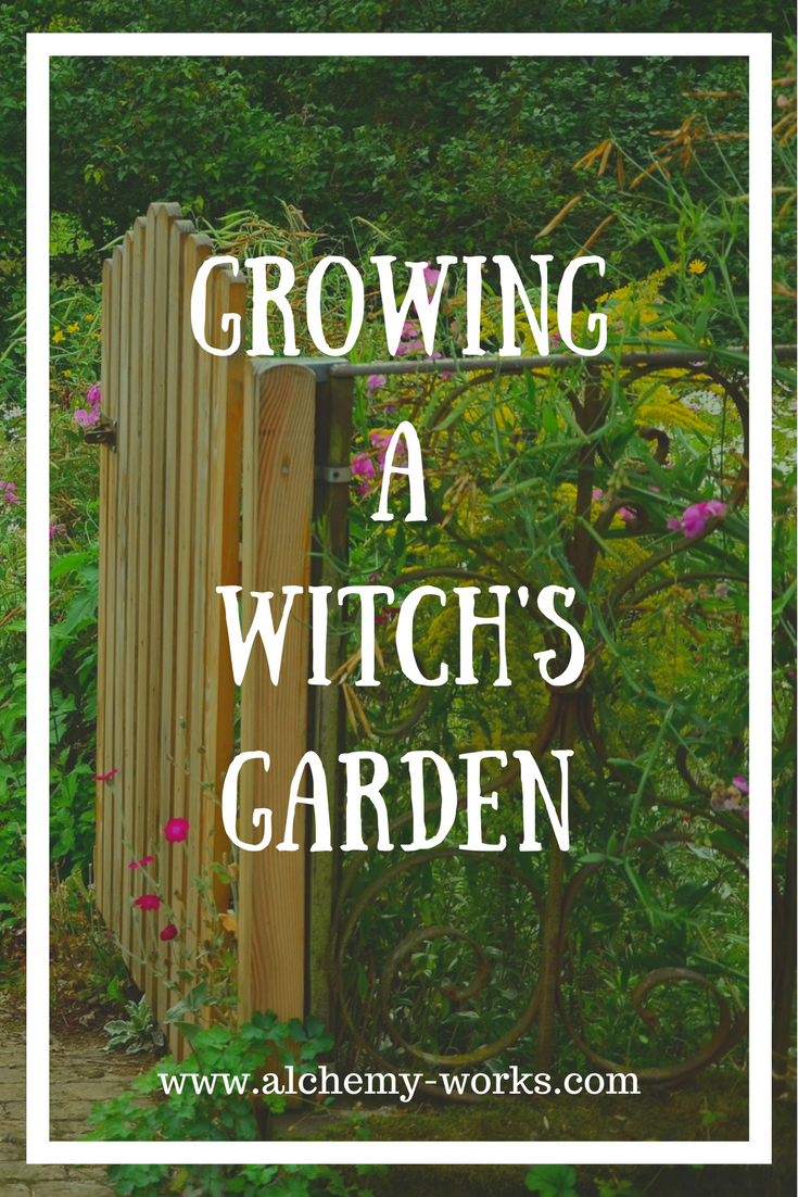 20 Witches Garden Plant List Ideas You Should Check | SharonSable