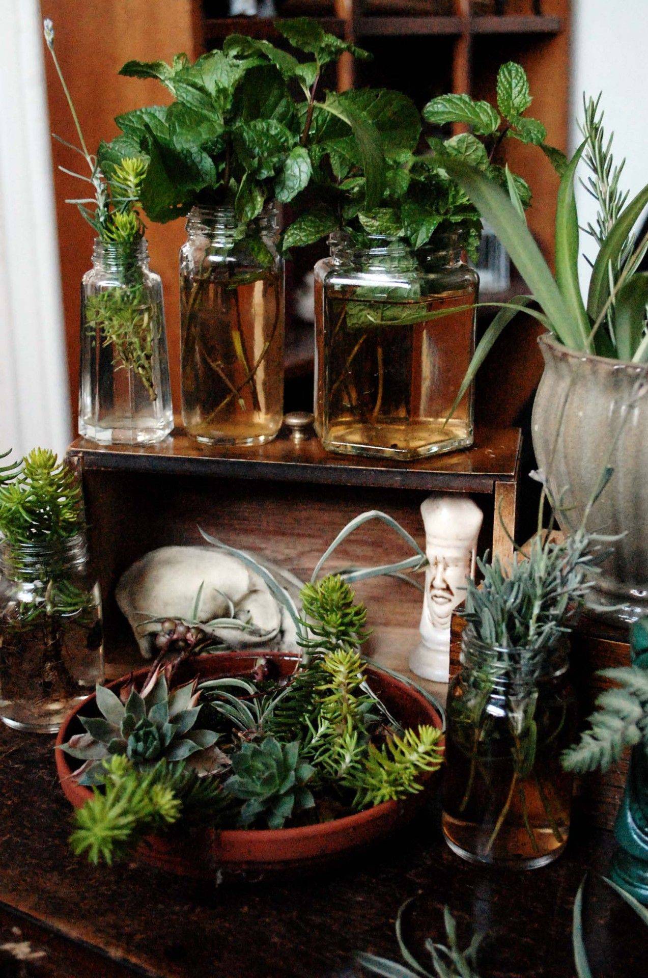 20 Witches Garden Plant List Ideas You Should Check | SharonSable