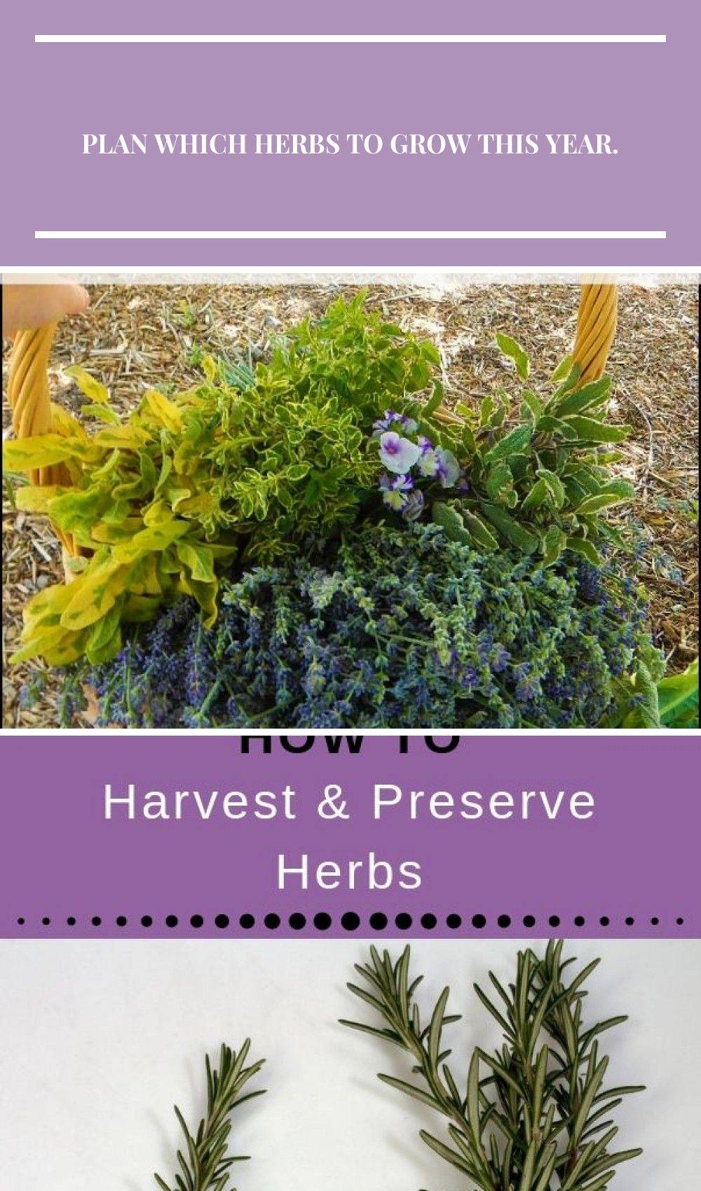 19 Medicinal Herb Garden Layout Ideas For This Year | SharonSable