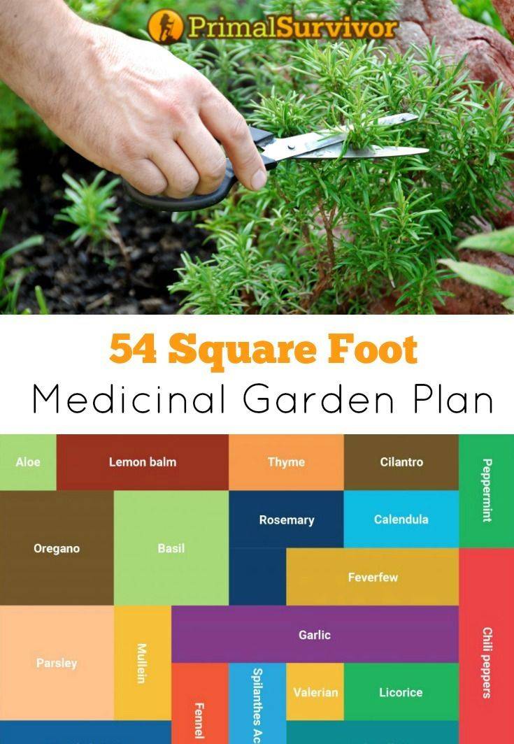 19 Medicinal Herb Garden Layout Ideas For This Year | SharonSable