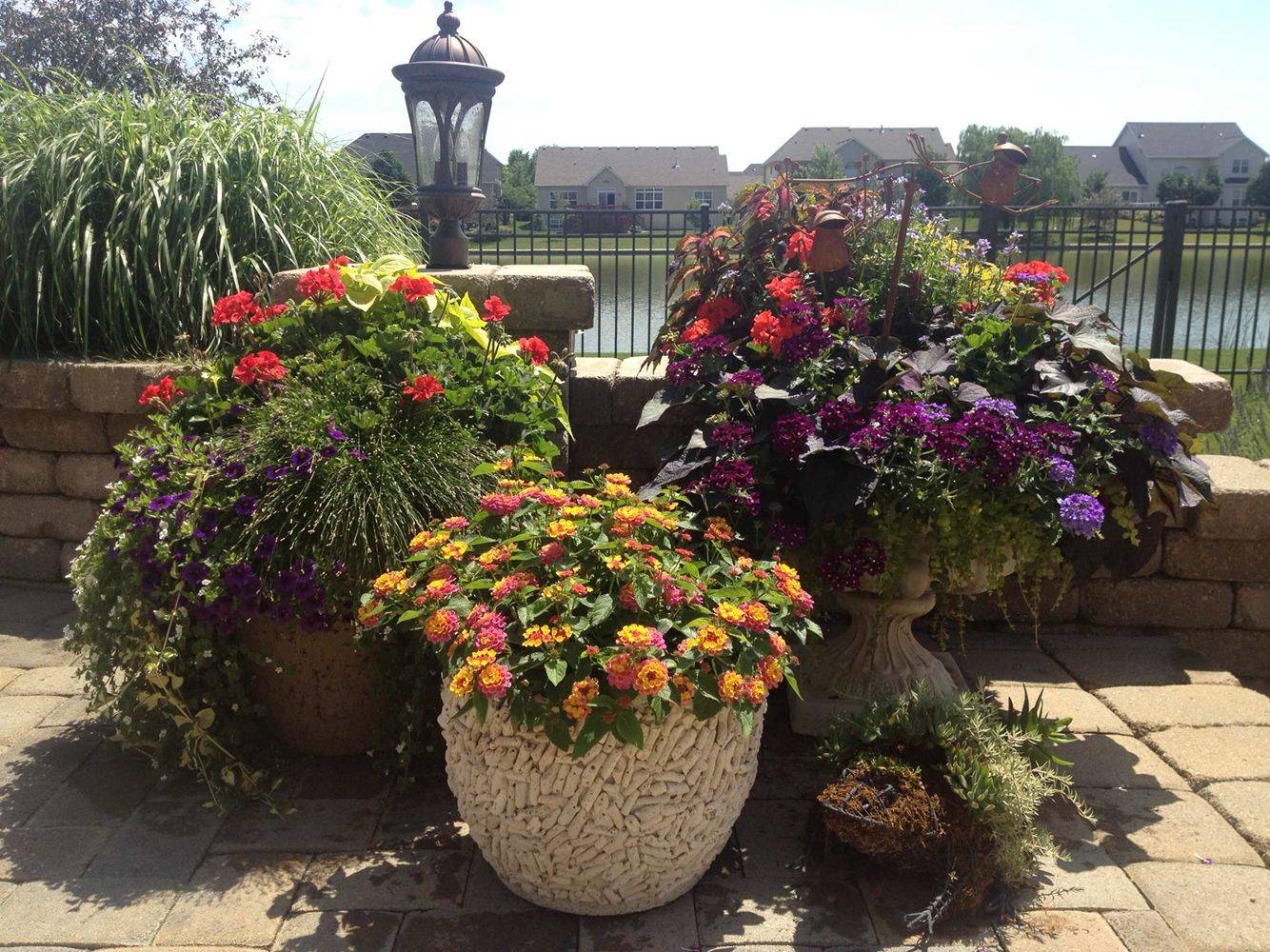 20 Full-Sun Container Gardening Ideas You Gonna Love | SharonSable