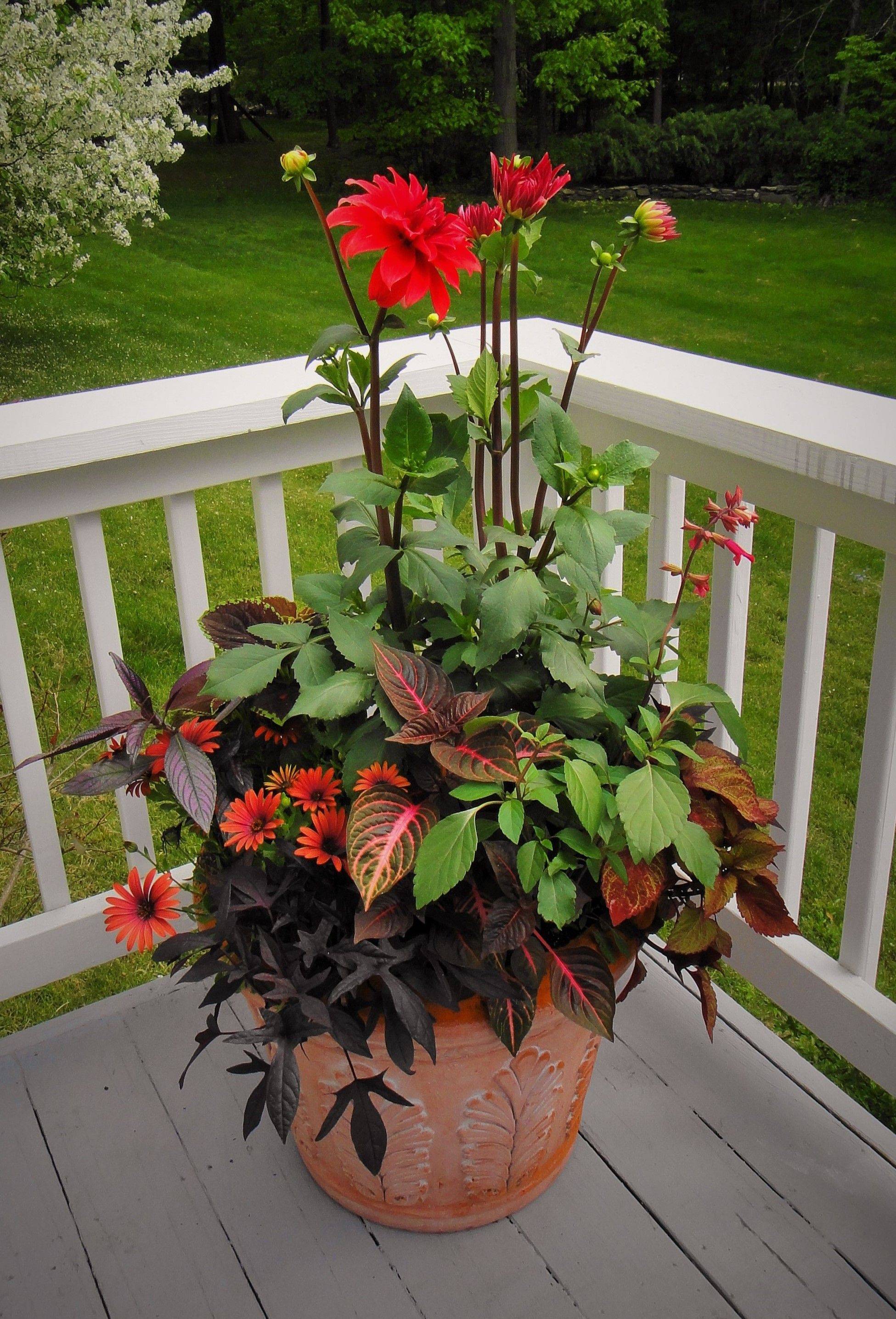 20 Full-Sun Container Gardening Ideas You Gonna Love | SharonSable