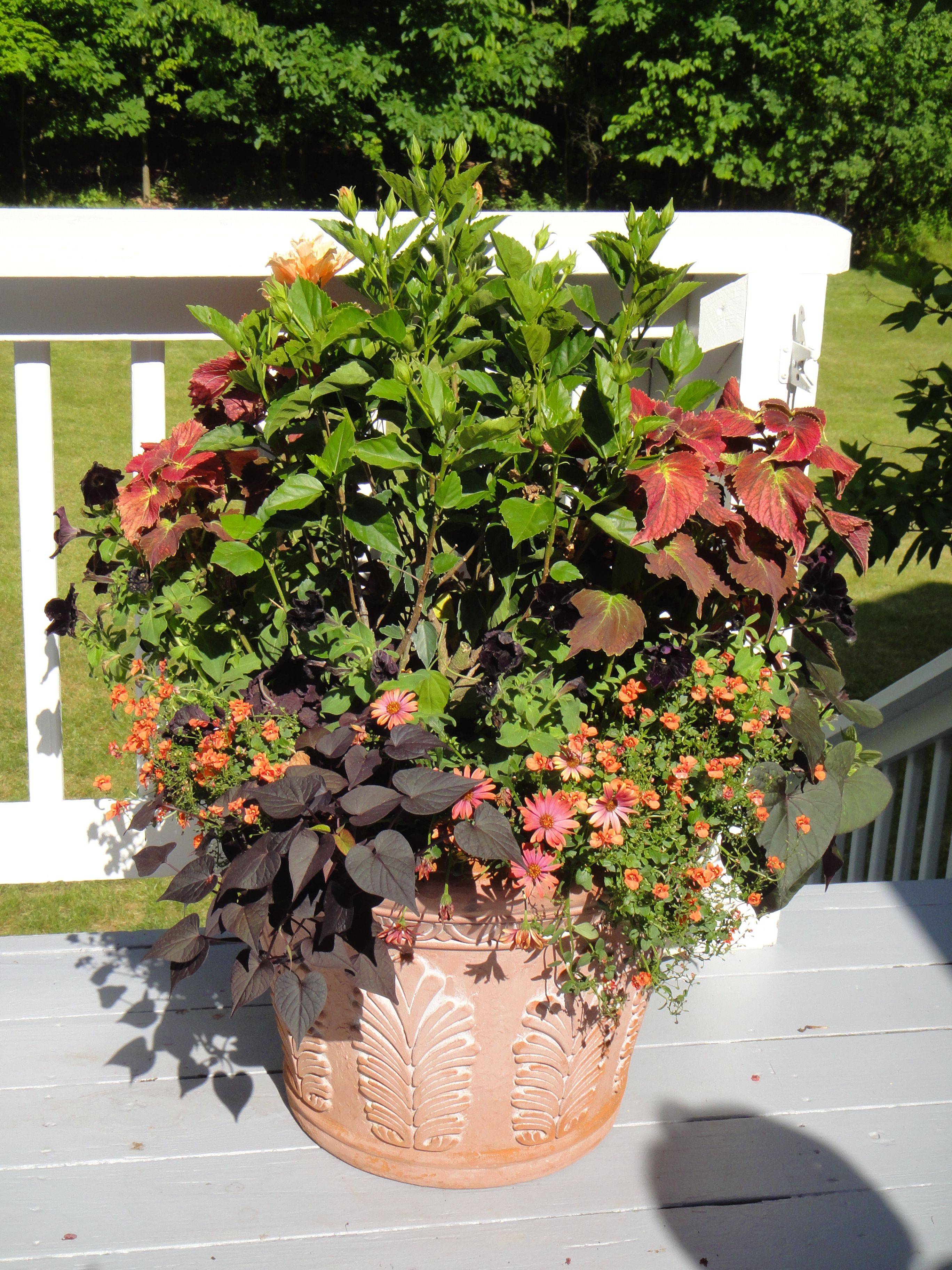 20 Full-Sun Container Gardening Ideas You Gonna Love | SharonSable