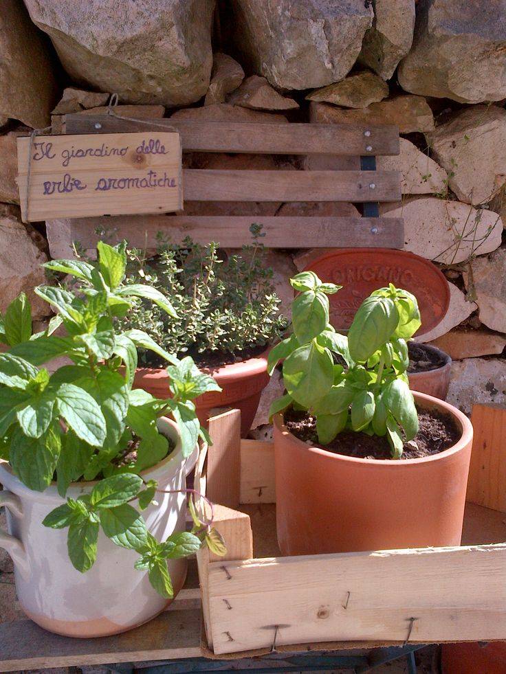 22 Aromatic Herbs Garden Ideas Worth a Look | SharonSable