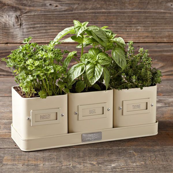 22 Aromatic Herbs Garden Ideas Worth a Look | SharonSable