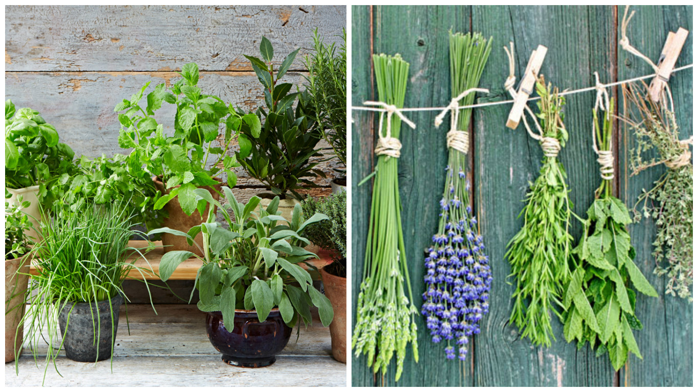 22 Aromatic Herbs Garden Ideas Worth a Look | SharonSable