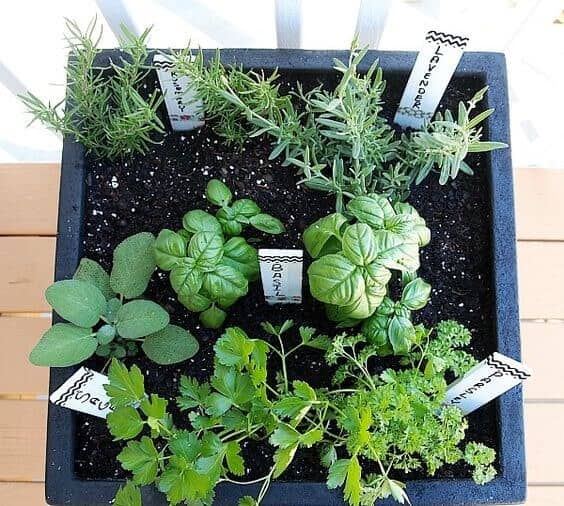 22 Aromatic Herbs Garden Ideas Worth a Look | SharonSable