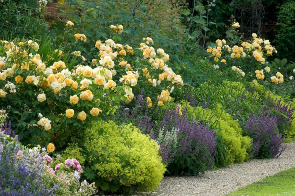 23 Long Blooming Perennial Flower Garden Ideas You Must Look | SharonSable