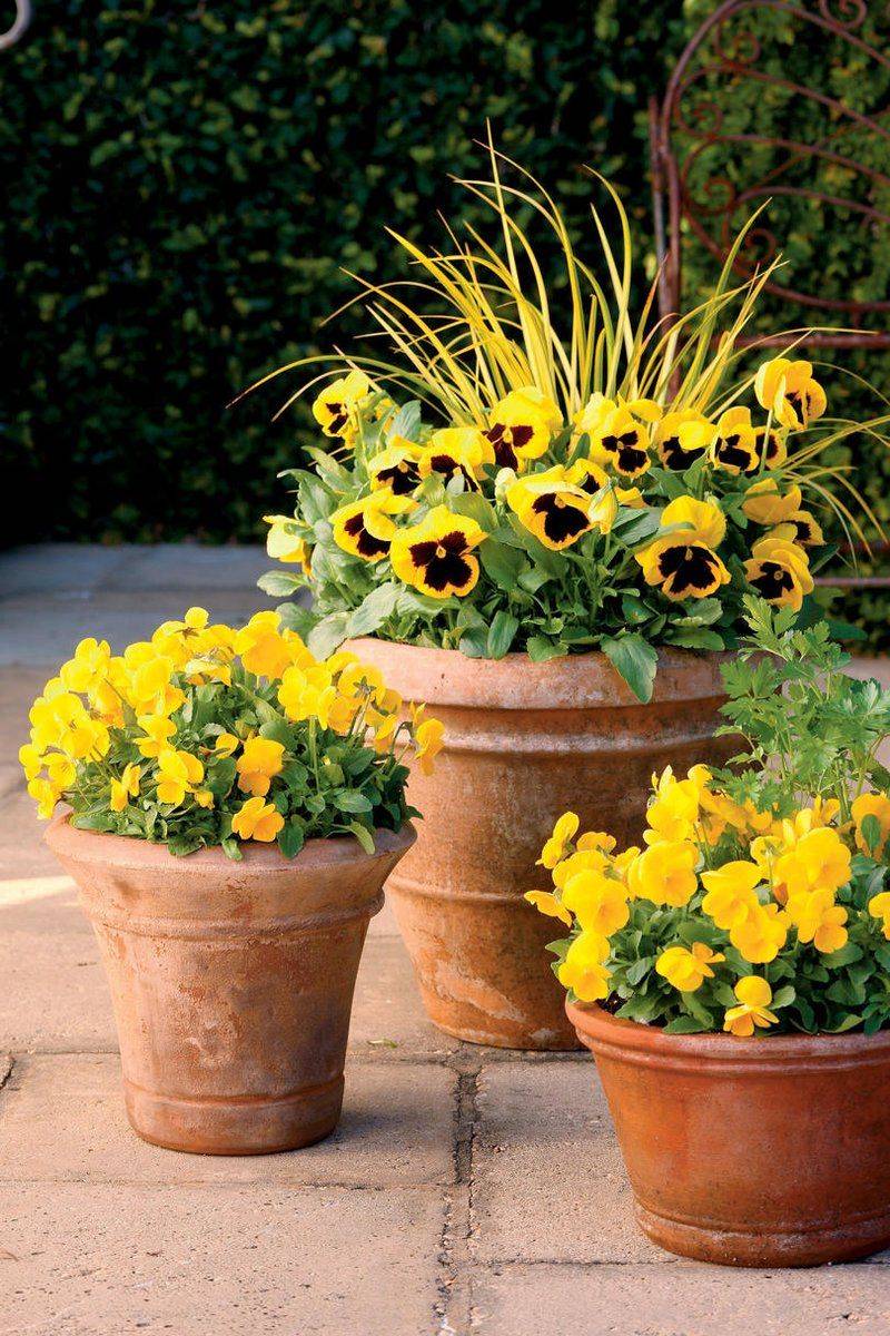 24 Fall Flower Perennial Garden Ideas To Try This Year | SharonSable