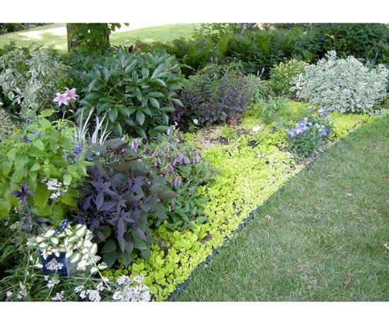 20 Minnesota Perennial Garden Ideas Basic To Try This Year | SharonSable