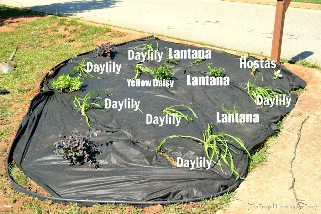 21 Garden Flowers Names Ideas You Must Look | SharonSable