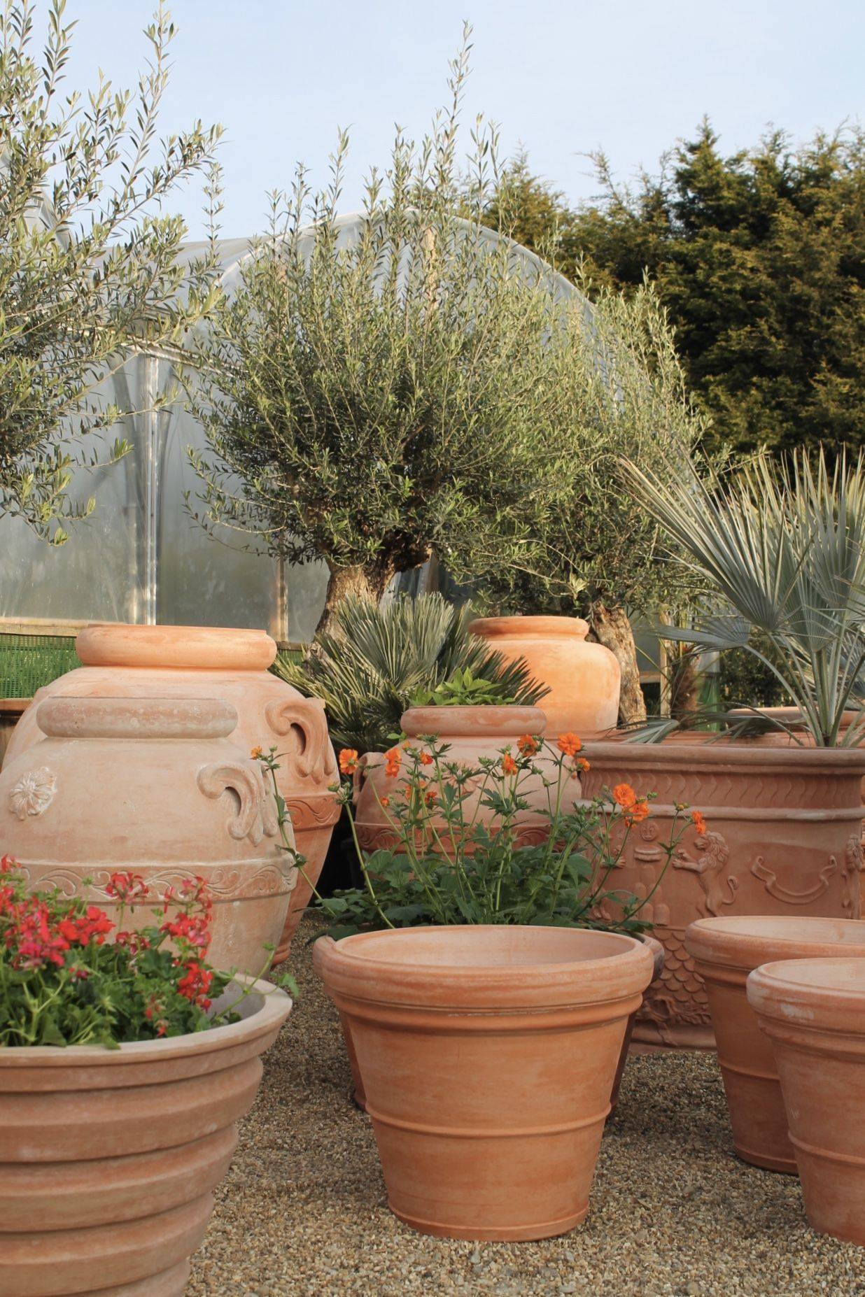 22 Italian Garden Plants Ideas For This Year | SharonSable