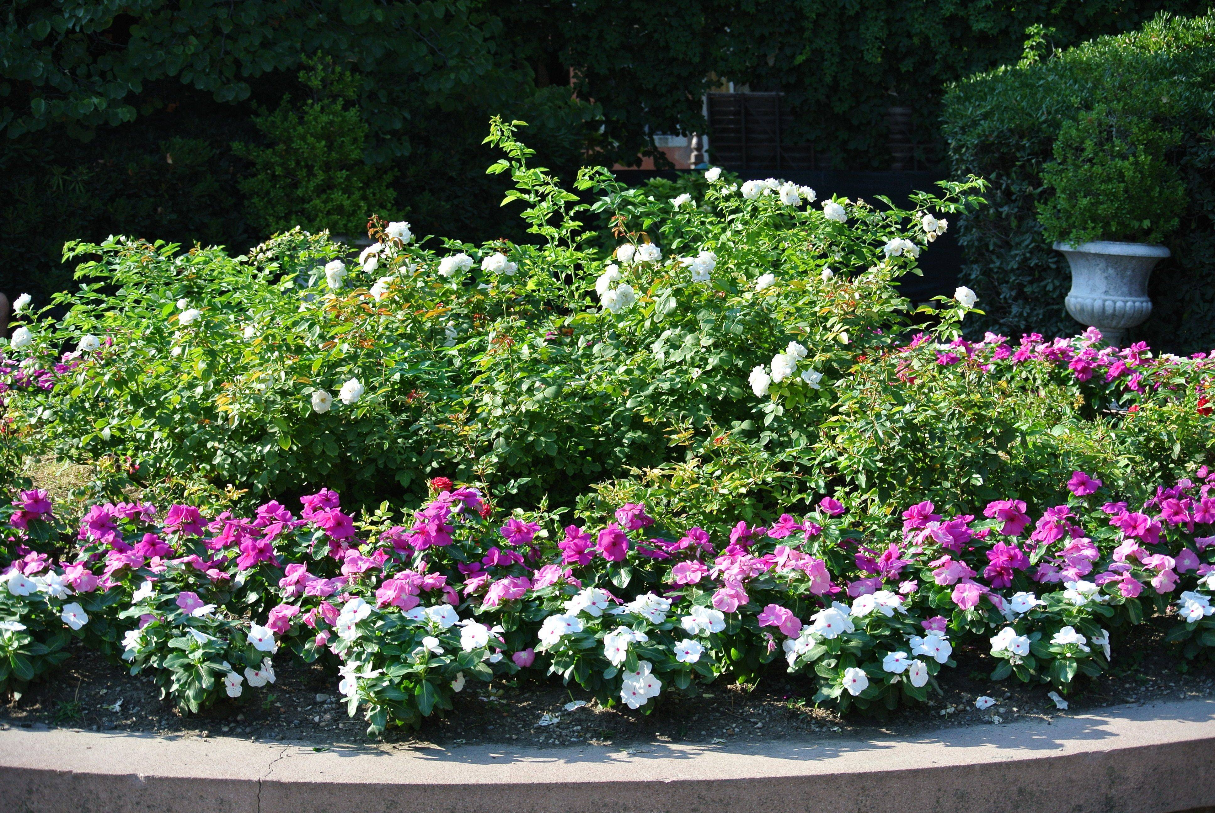 22 Italian Garden Plants Ideas For This Year | SharonSable