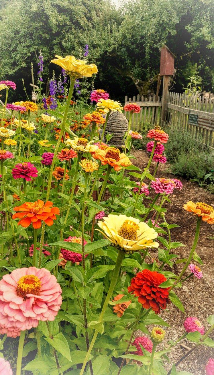 20 Zinnia Garden Design Ideas To Try This Year | SharonSable
