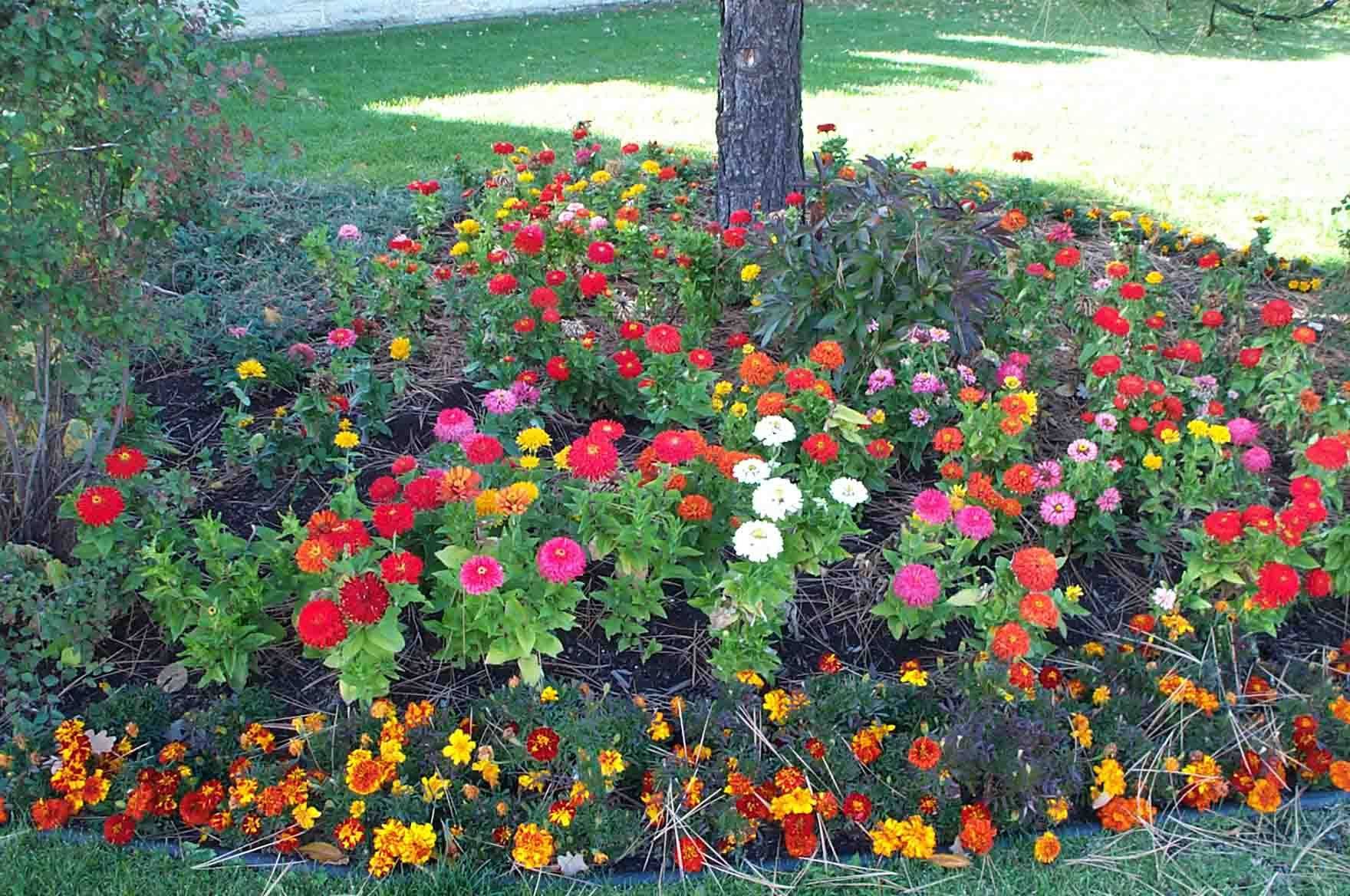 20 Zinnia Garden Design Ideas To Try This Year | SharonSable