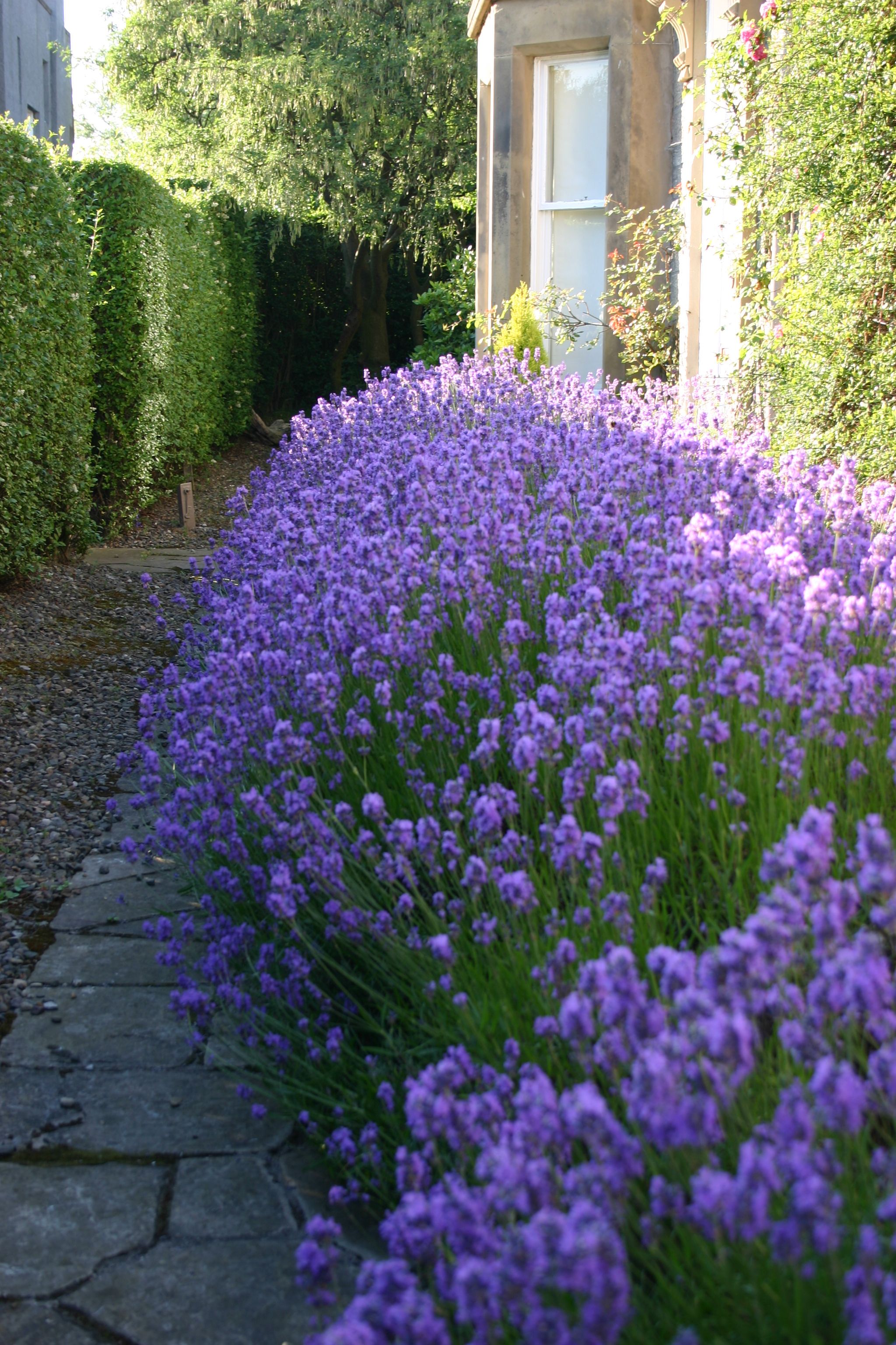 20 French Lavender Garden Ideas For This Year | SharonSable