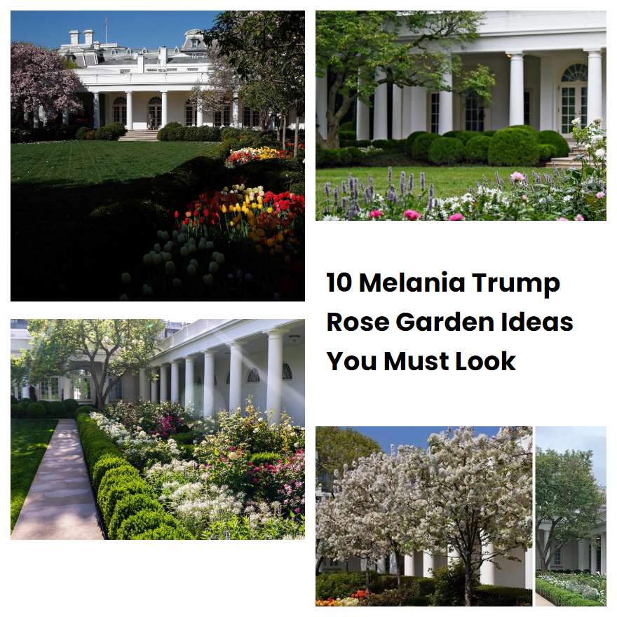 10 Melania Trump Rose Garden Ideas You Must Look | SharonSable