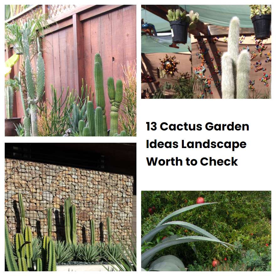 13 Cactus Garden Ideas Landscape Worth to Check | SharonSable
