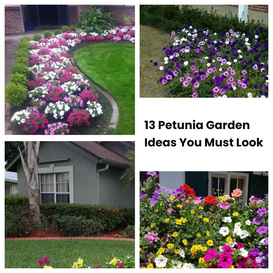 13 Petunia Garden Ideas You Must Look | SharonSable