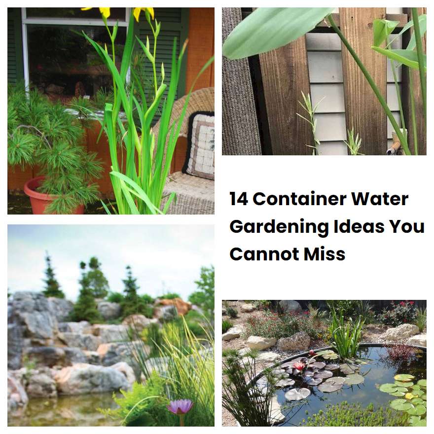 14 Container Water Gardening Ideas You Cannot Miss | SharonSable