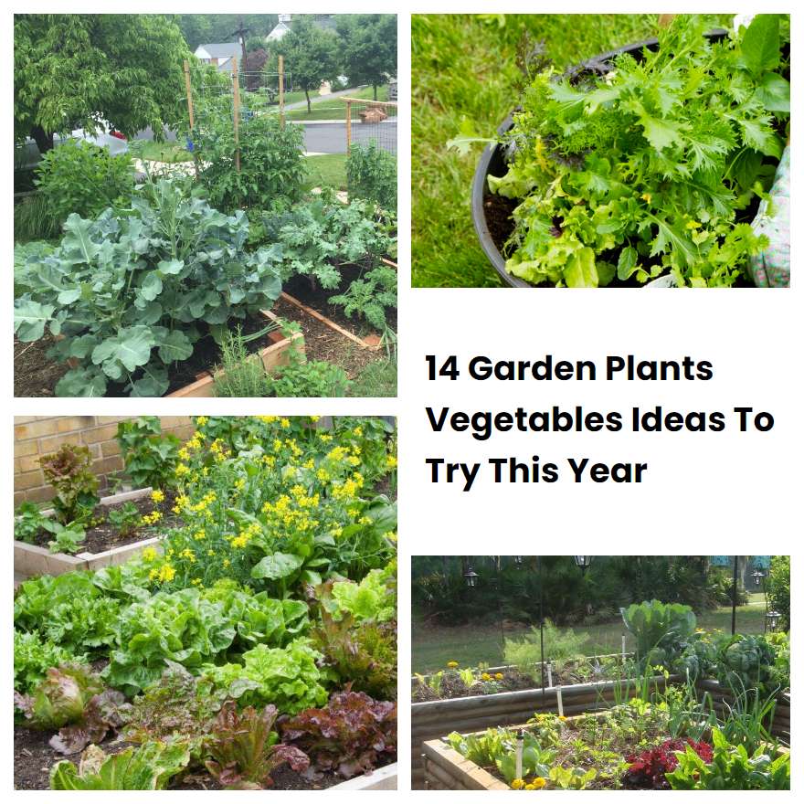 14 Garden Plants Vegetables Ideas To Try This Year | SharonSable