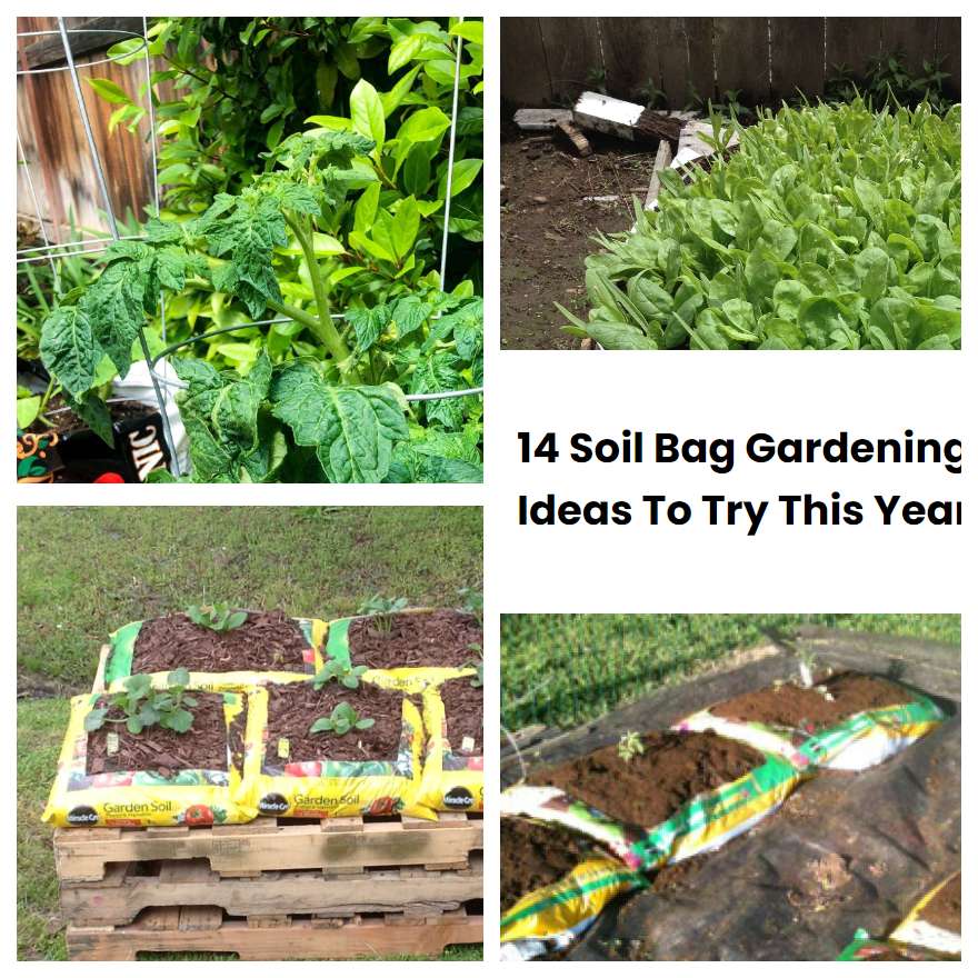 14 Soil Bag Gardening Ideas To Try This Year | SharonSable
