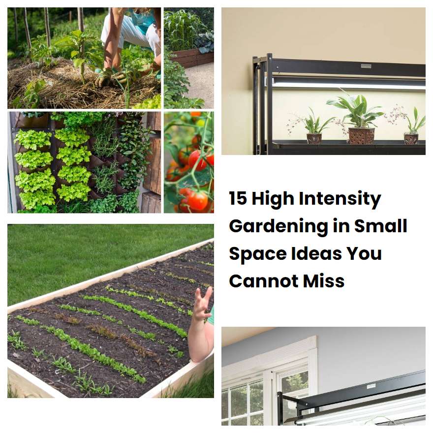 24 Coleus Garden Ideas You Should Look | SharonSable