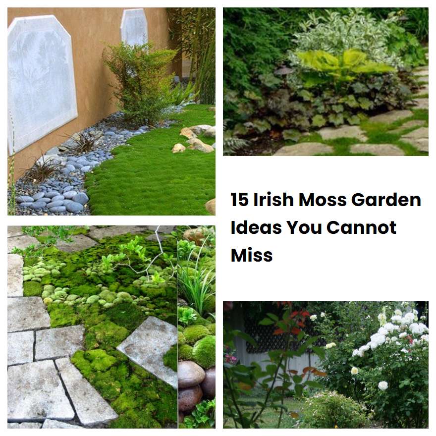 15 Irish Moss Garden Ideas You Cannot Miss | SharonSable