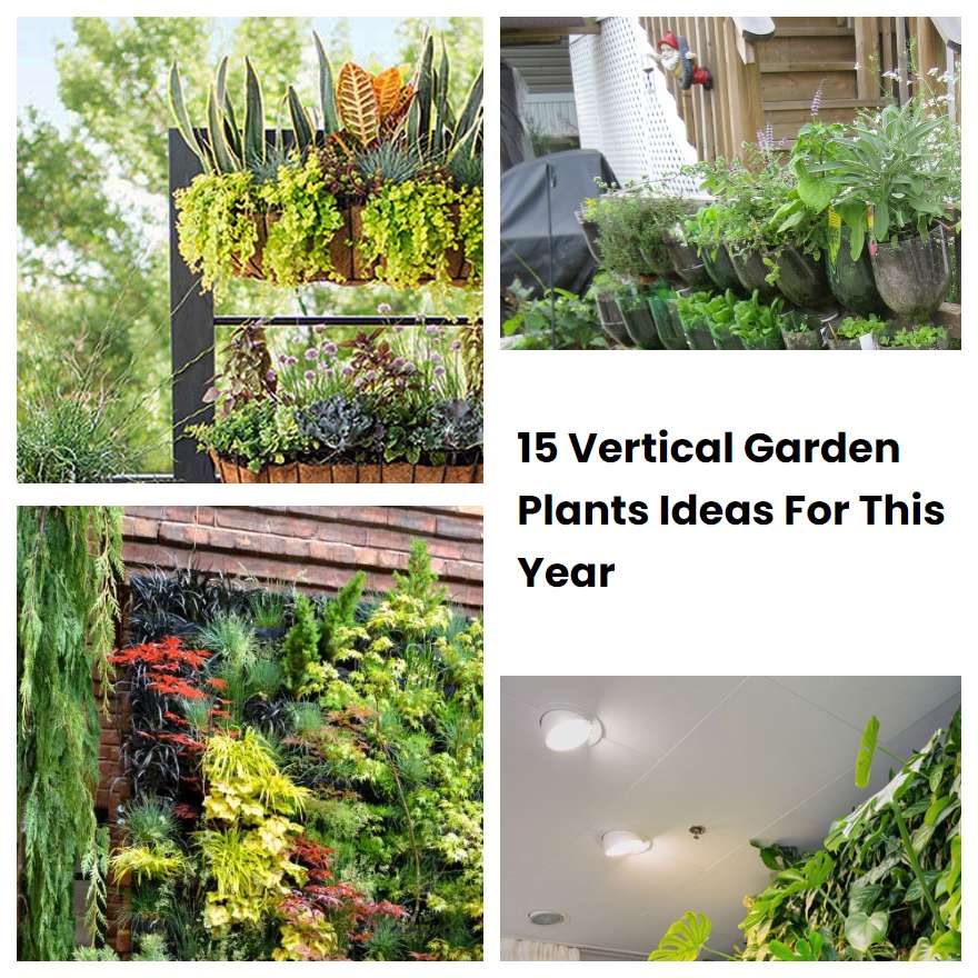 15 Vertical Garden Plants Ideas For This Year | SharonSable