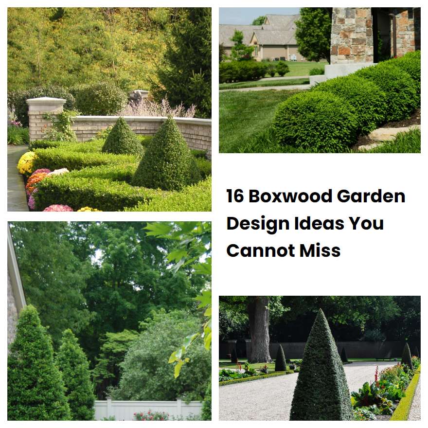 16 Boxwood Garden Design Ideas You Cannot Miss | SharonSable
