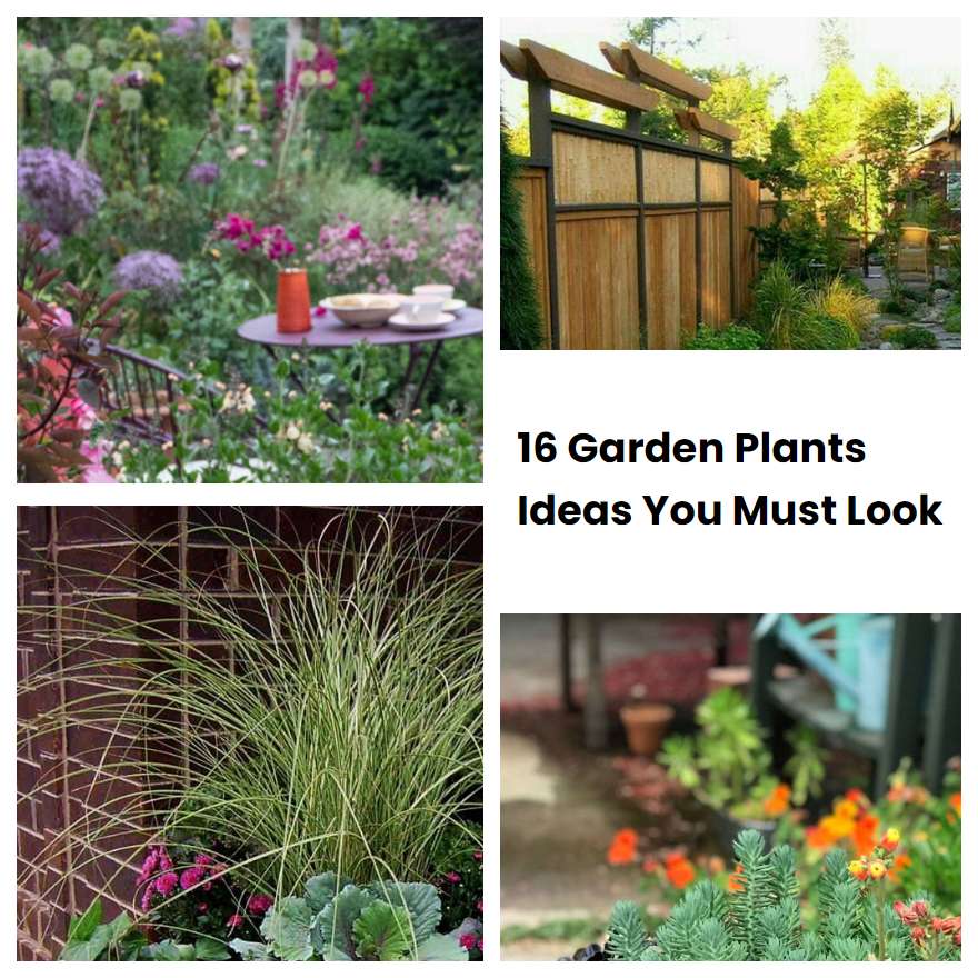 16 Garden Plants Ideas You Must Look | SharonSable